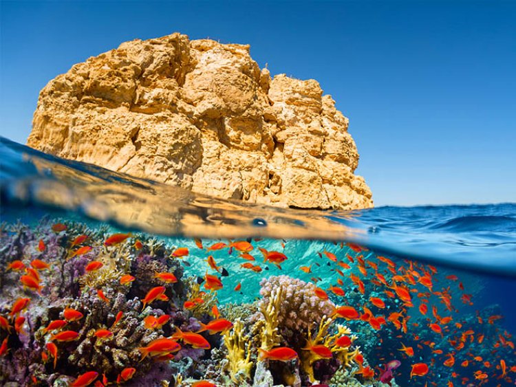 Ras Mohammed Tour